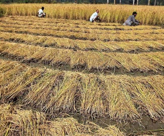 Parali large useful farmers can earn thousands of technology
