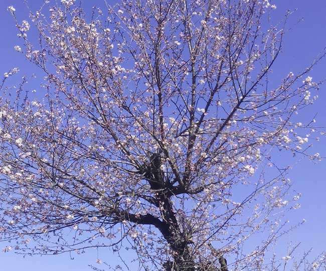 Padam tree is brink of extinction