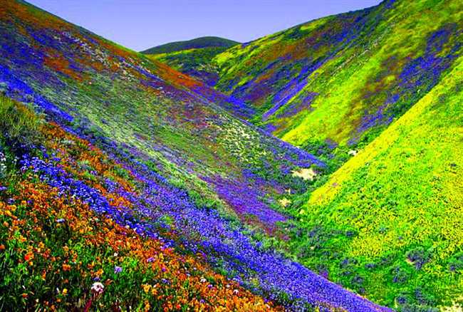 See the beauty of nature, the Valley of Flowers Come on.