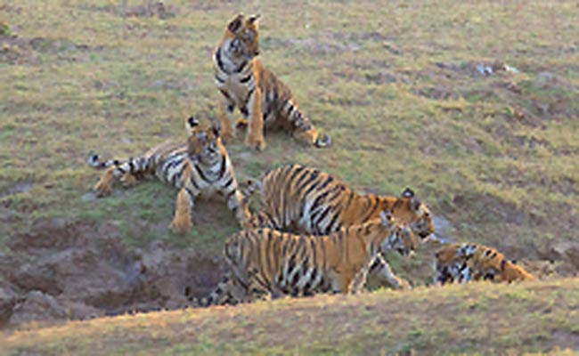 Visit Nagarjuna Sagar Srisailam Sanctuary the largest Tiger Reserve in ...