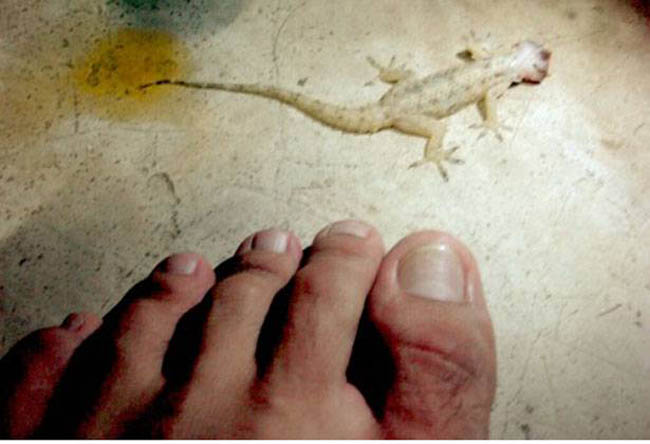 जानें, शरीर पर छिपकली गिरना शुभ या अशुभ? - Learn lizard fall on the ...