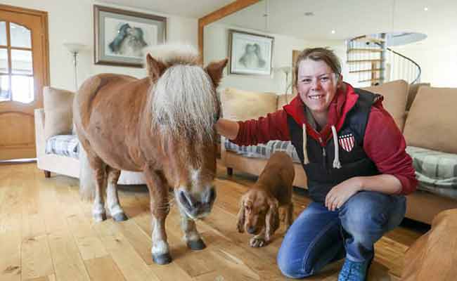 घर में रहता है घोड़ा, देखता है टीवी खेलता है कुत्‍ते के साथ