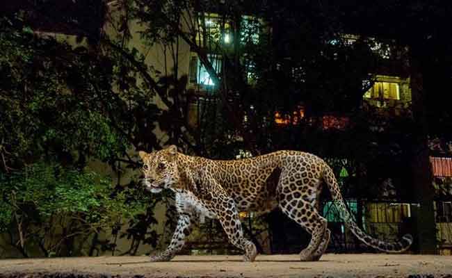 तेंदुए से है प्‍यार तो जरूर जाएं इन 10 जगहों पर एक बार - 10 Best Places ...