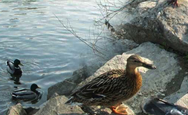 देखनी है पर्पल सनबर्ड तो जायें साण्डी पक्षी अभयारण्य - Visit Sandi Bird ...