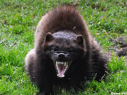 Dangerous kabar bijju spotted at officers bunglow in Bhopal