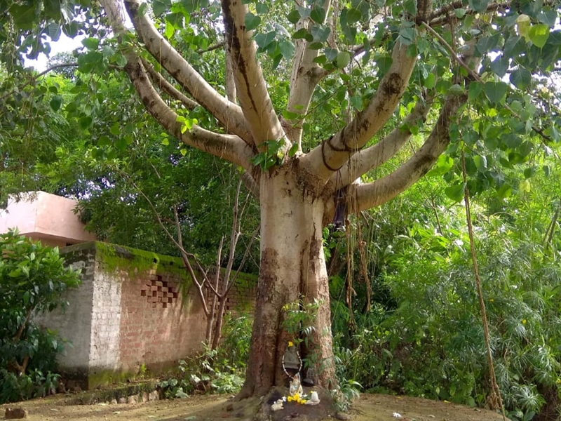 Dhamtari News: Dhamtari : यहां पीपल की 12 शाखाओं को मानते हैं 12 ...