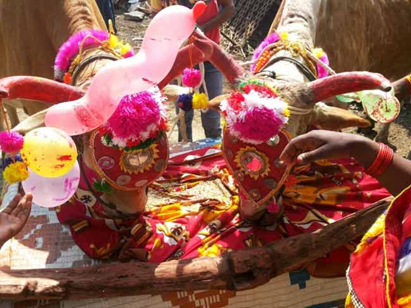 Pola festival deeply connected with agricultural culture in the public ...