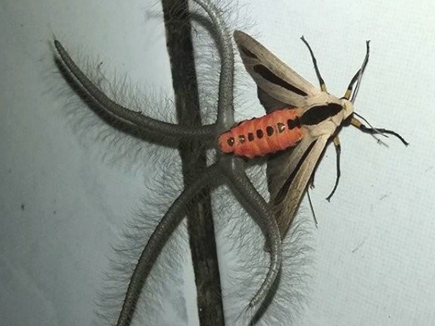 Terrifying creature going viral on Internet with its spooky appearane ...