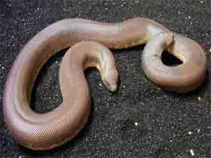 rare snake woods two mouth found in Mahasamun brought Nandanvan