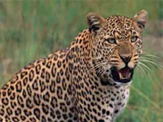 wildlife tendua, panduka, gariaband